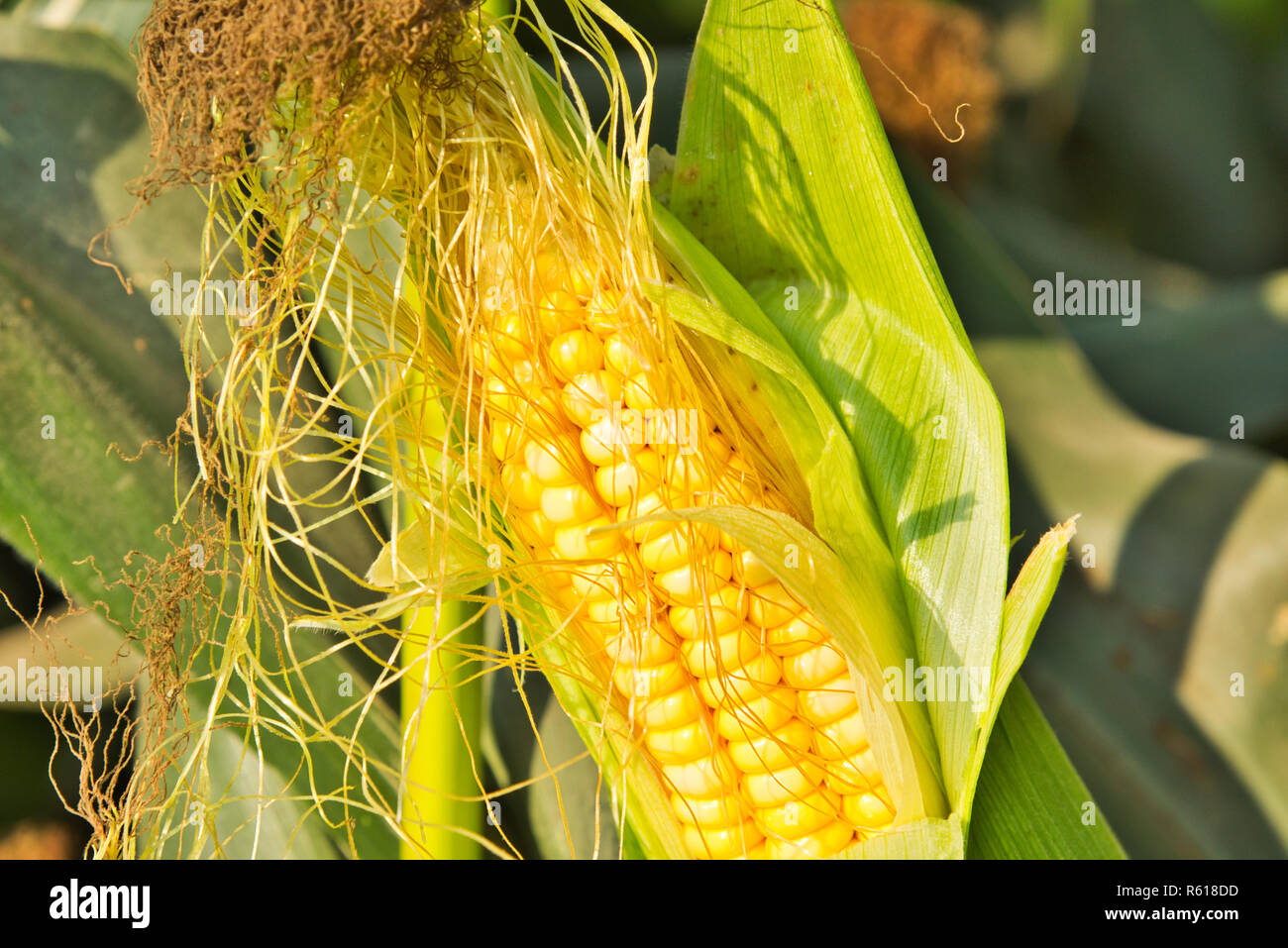Colors of ripe corn field hi-res stock photography and images - Alamy