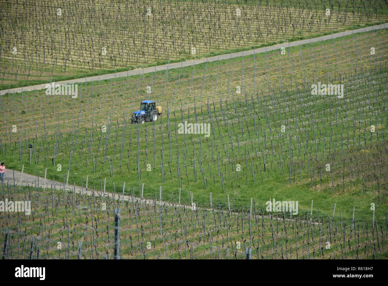 work in a vineyard Stock Photo - Alamy
