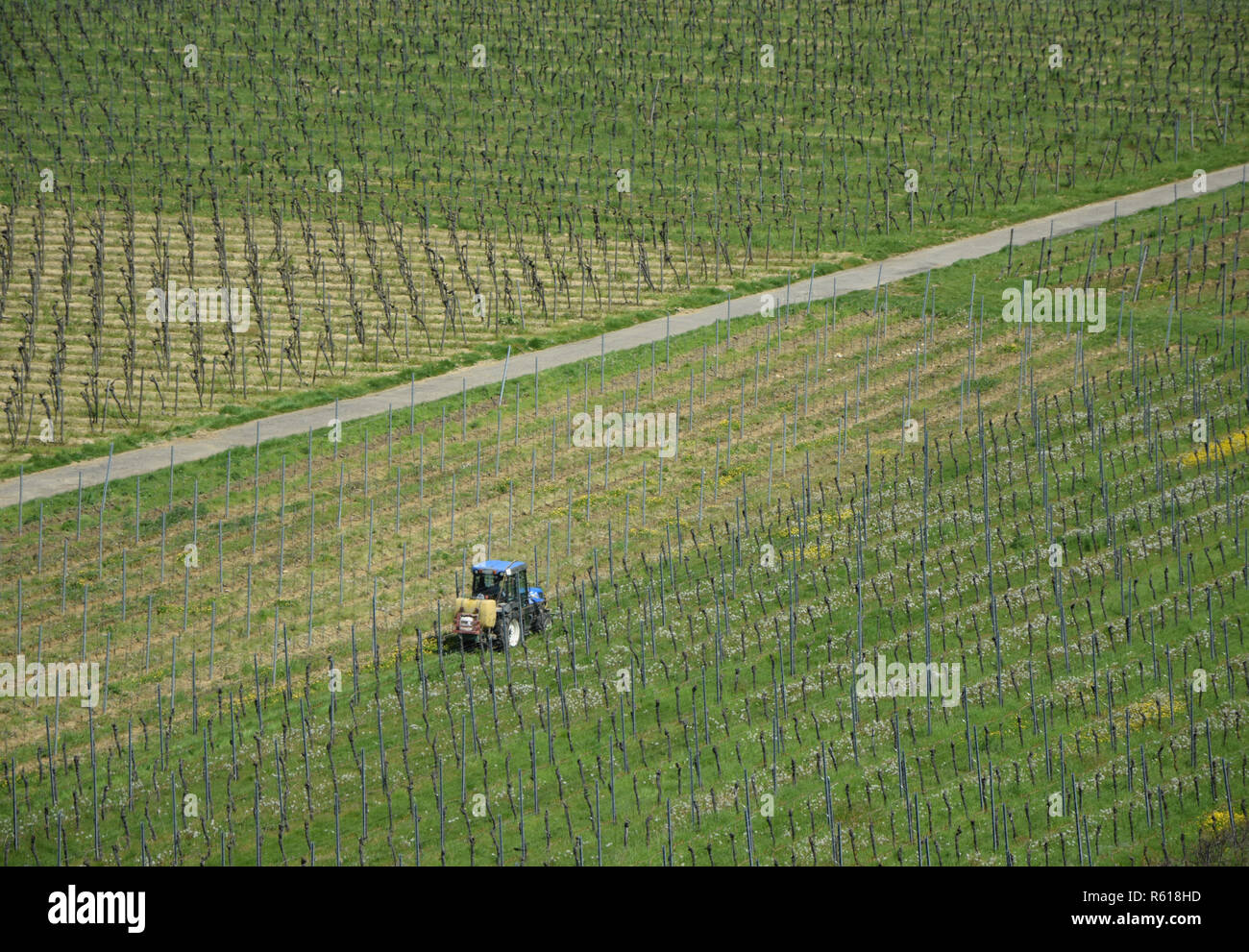 work in a vineyard Stock Photo - Alamy