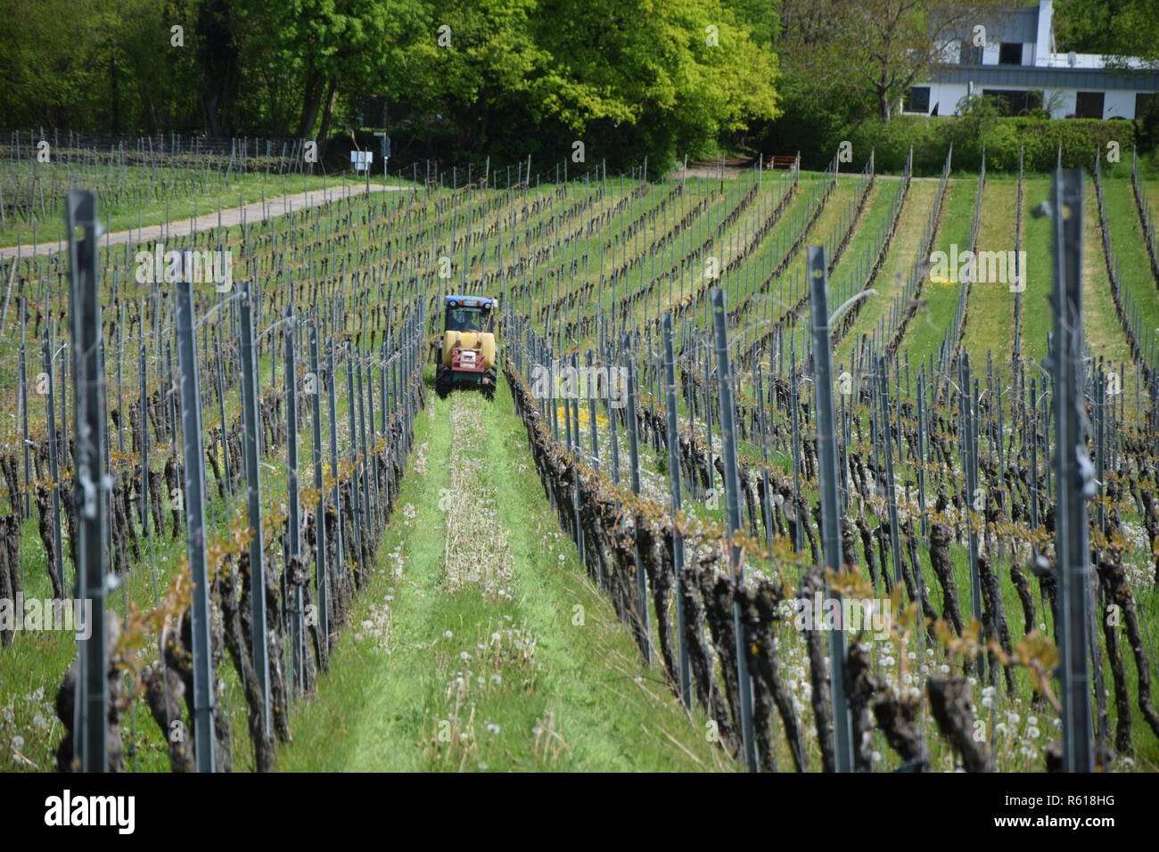 work in a vineyard Stock Photo - Alamy