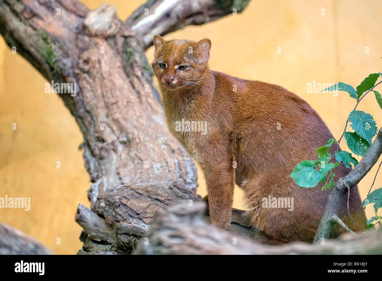 Jaguarundi hi-res stock photography and images - Alamy