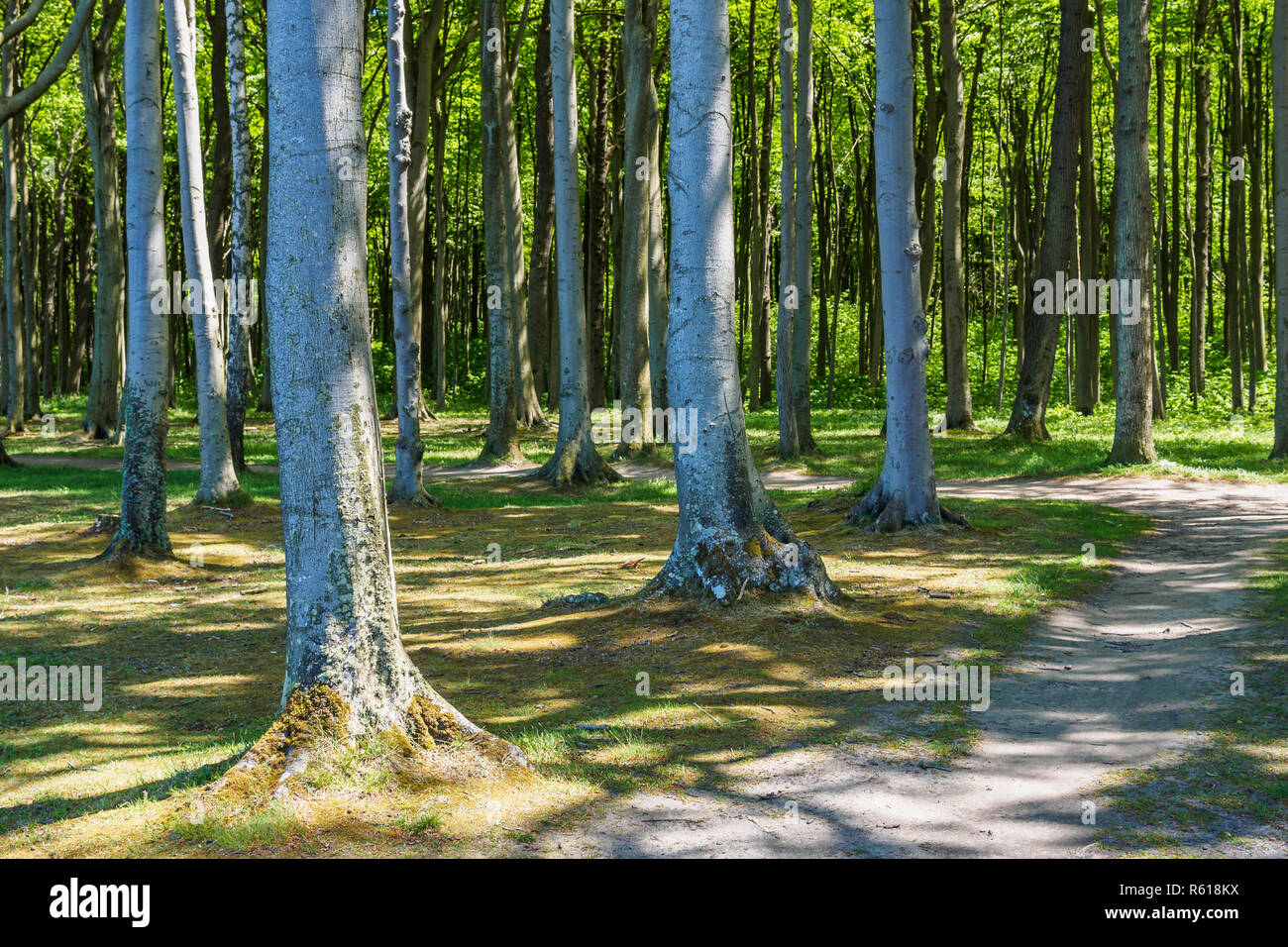 the ghost forest in nienhagen Stock Photo - Alamy