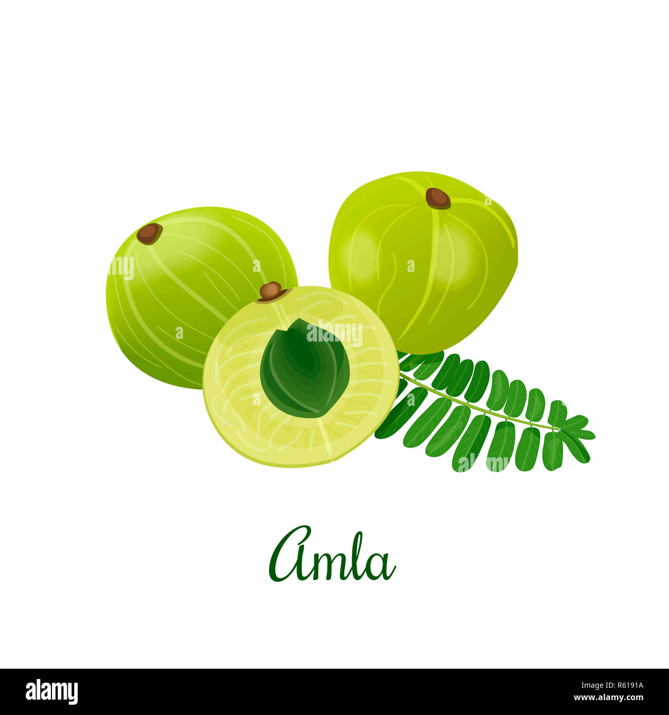 Amla fruit vector illustration. Indian gooseberry, Malacca tree, or ...