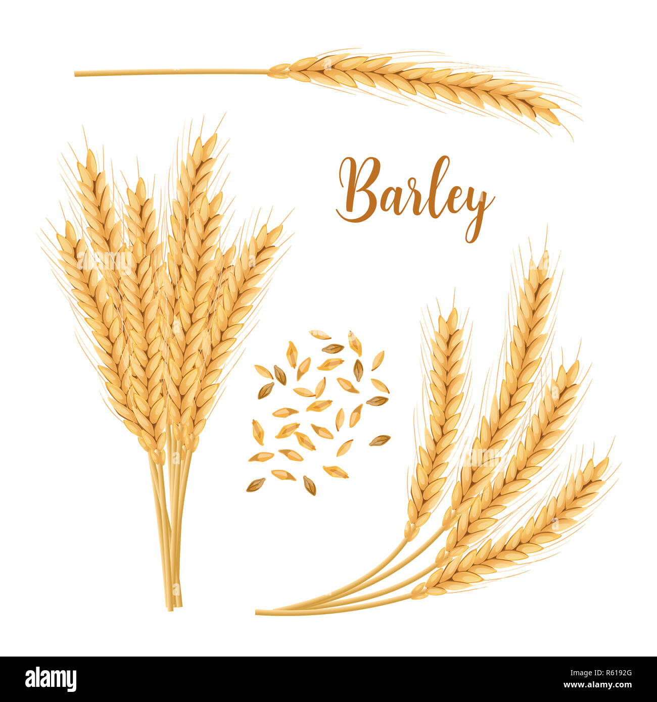 Barley, oat set. Plant, spikelet with ears, grains, seeds, sheaf Stock ...