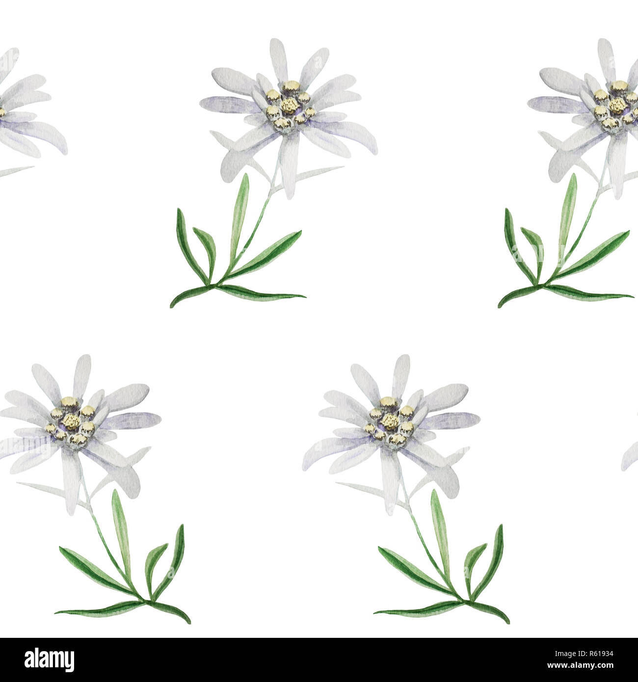 edelweiss flower symbol alpinism alps germany logo set Stock Photo - Alamy