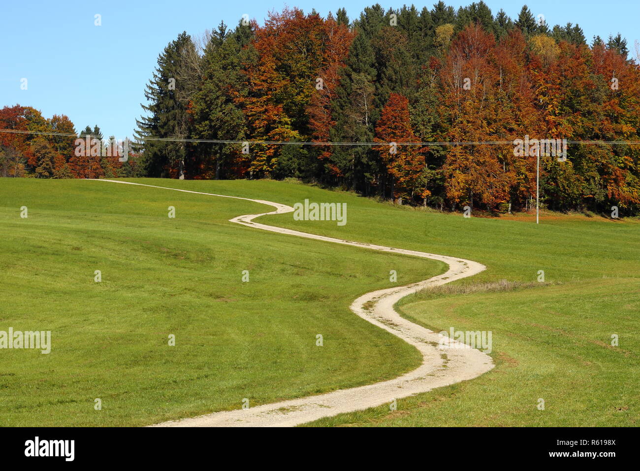 Winding tree branches in the park hi-res stock photography and images ...