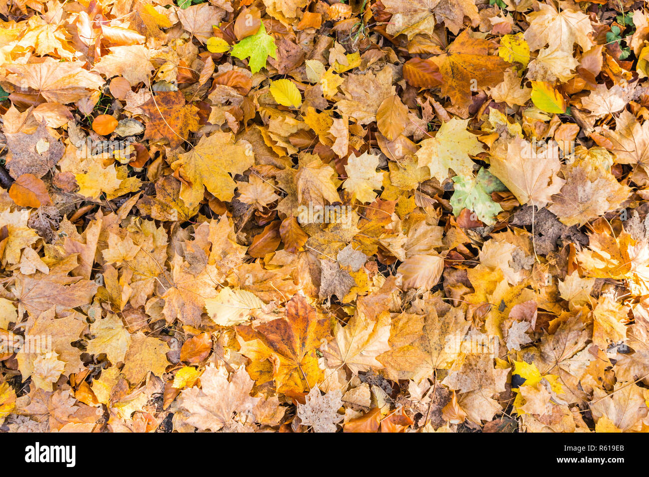 colorful autumn leaves arrangement 10 Stock Photo - Alamy