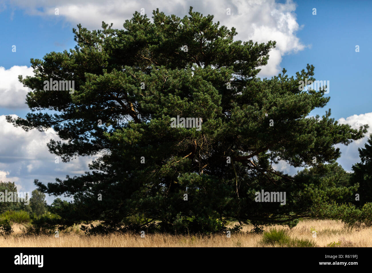scots pine - pinus sylvestris Stock Photo - Alamy