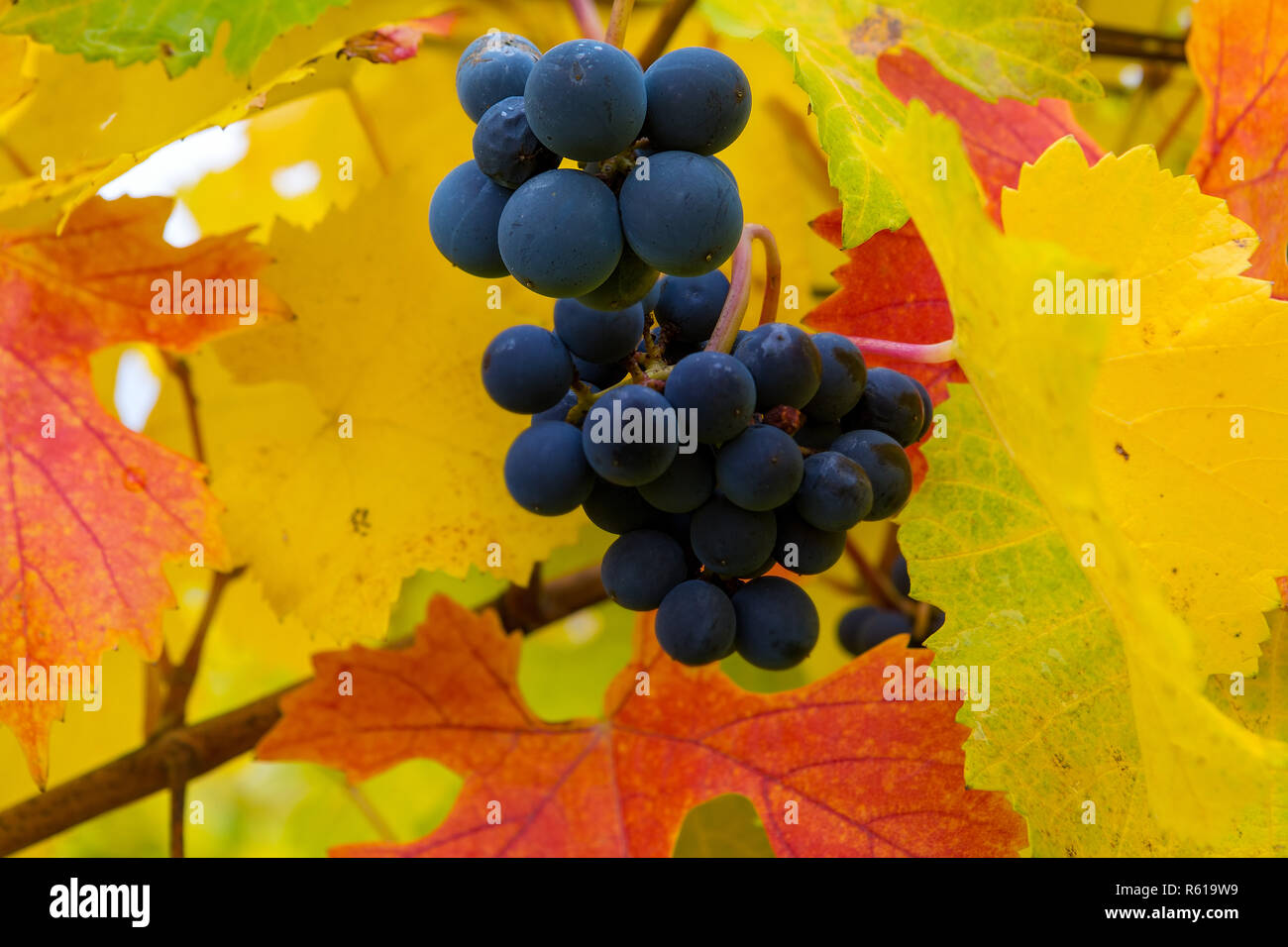 Red Wine Grapes on Grapevine in Fall Stock Photo - Alamy