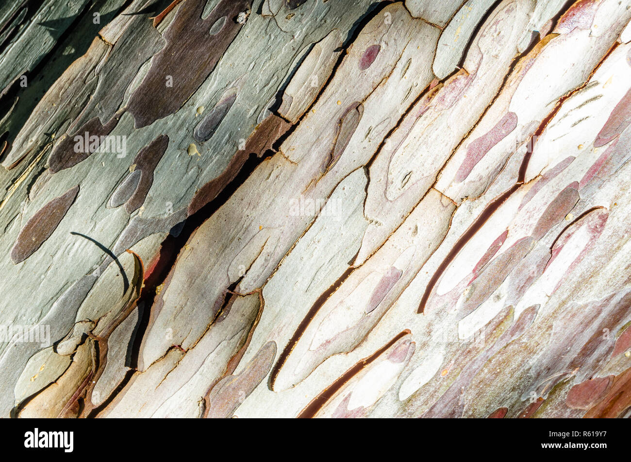 Tree bark texture Stock Photo - Alamy