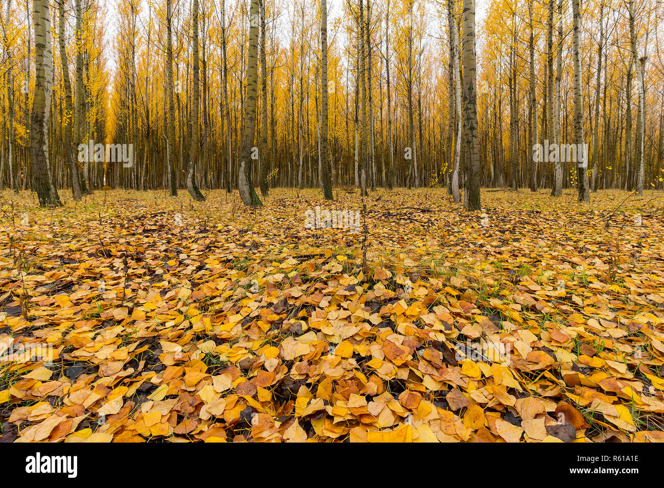 Poplar Tree Fall Leaves in Boardman Oregon Stock Photo - Alamy