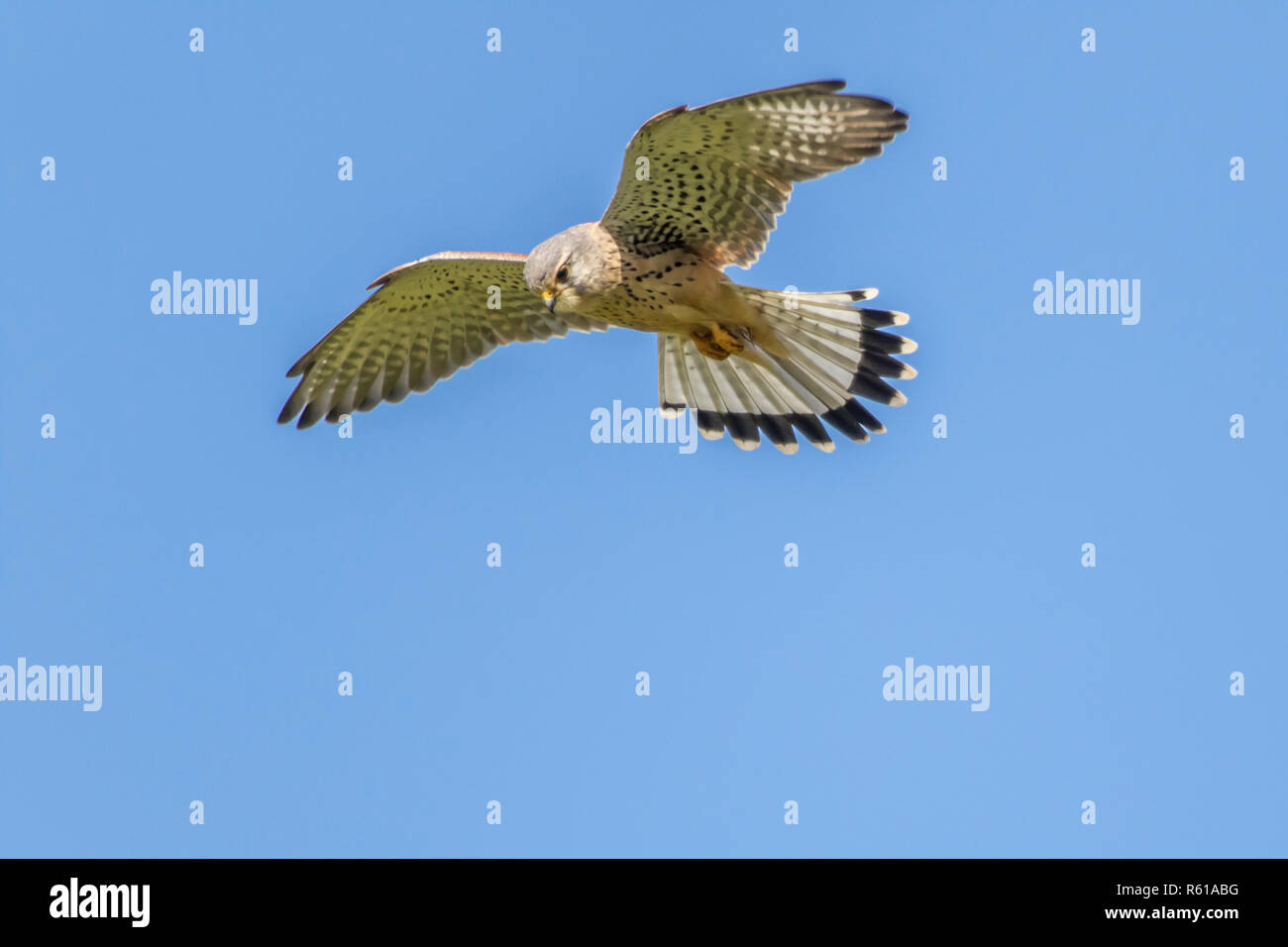 kestrel (common krestel Stock Photo - Alamy