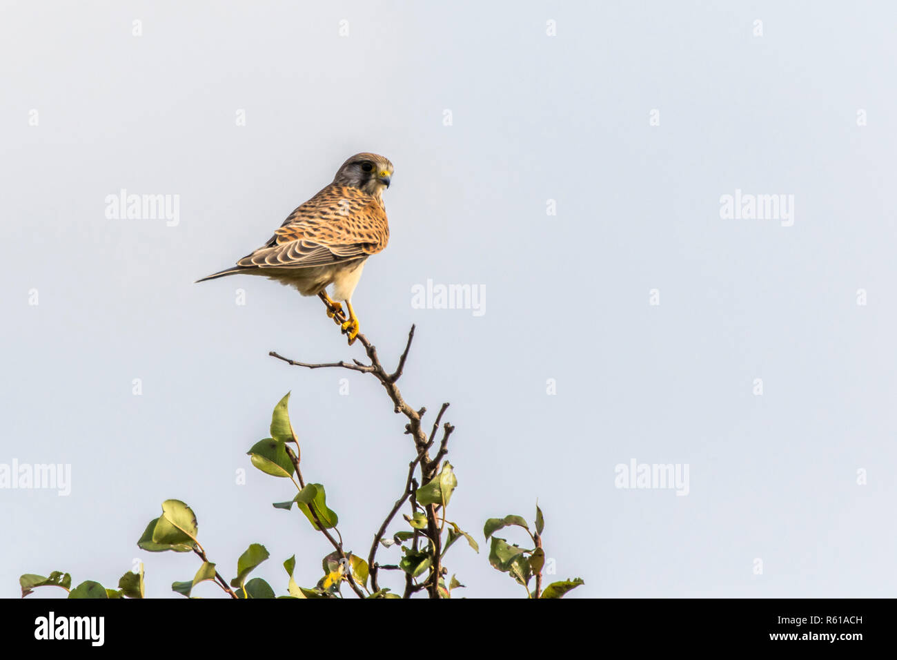 Krestel hi-res stock photography and images - Alamy