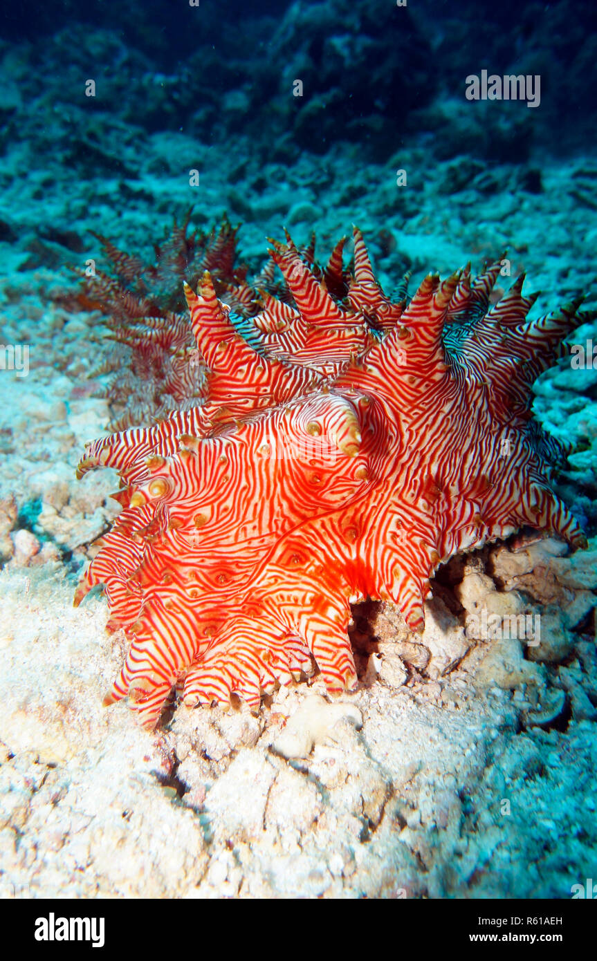 red-tipped sea-roll,thelenota rubralineata Stock Photo - Alamy