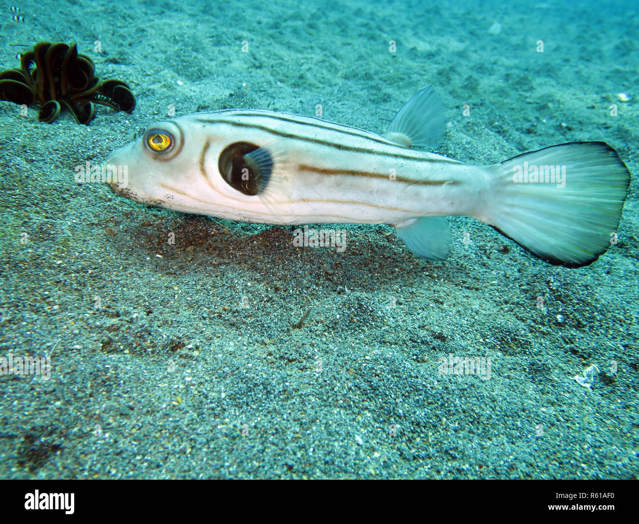 Puffer fish arothron manilensis hi-res stock photography and images - Alamy