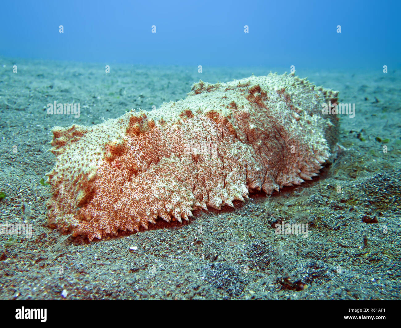 chest sea cucumber - thelenota anax Stock Photo - Alamy