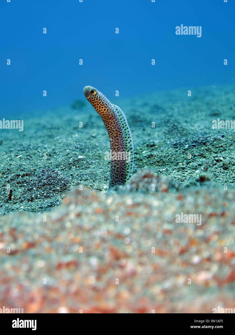 Taylori hi-res stock photography and images - Alamy