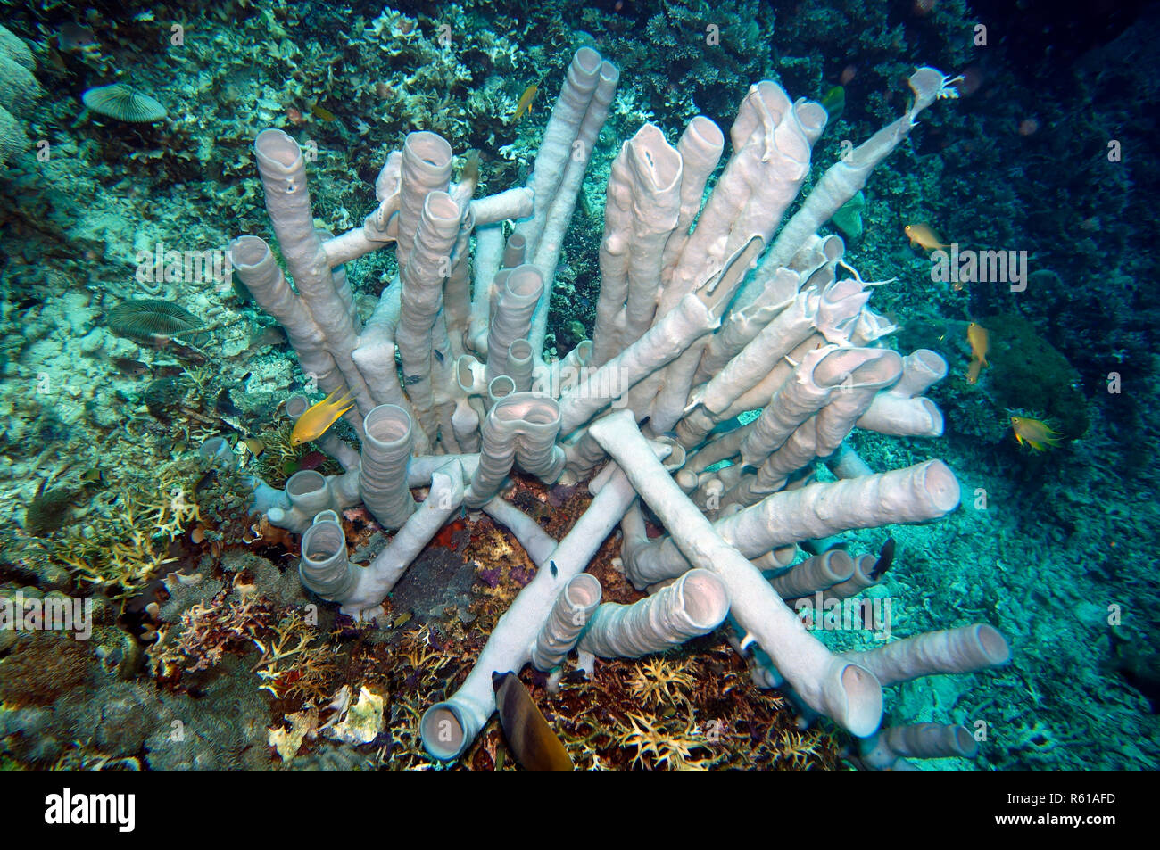 sponge (callyspongia sp Stock Photo - Alamy