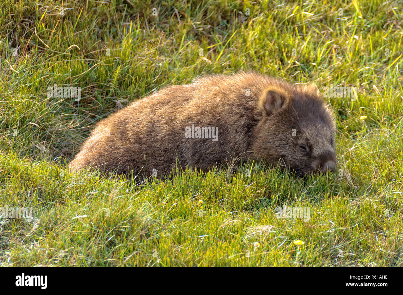 Wombat burrowing hi-res stock photography and images - Alamy