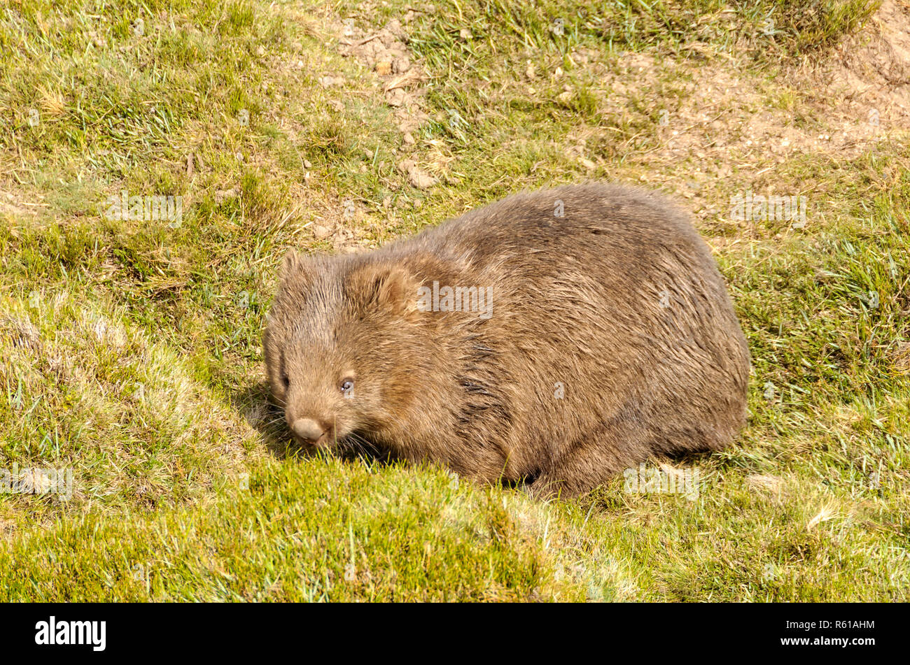 Common wombat - Cradle Mountain Stock Photo - Alamy
