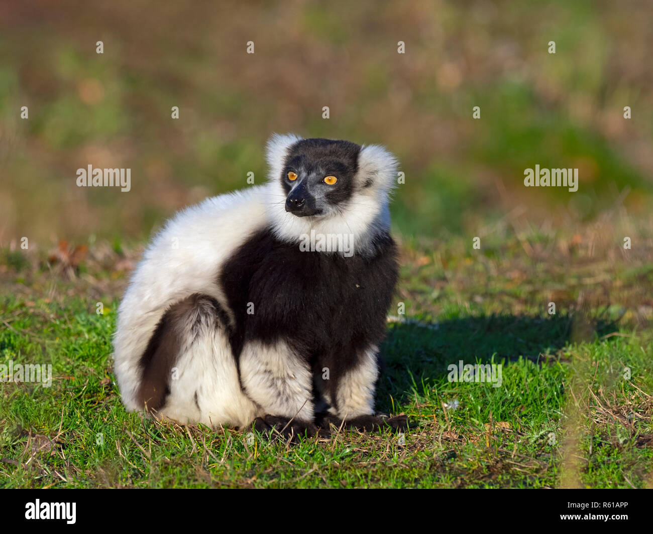 Black-and-white ruffed lemur Varecia variegata Stock Photo - Alamy