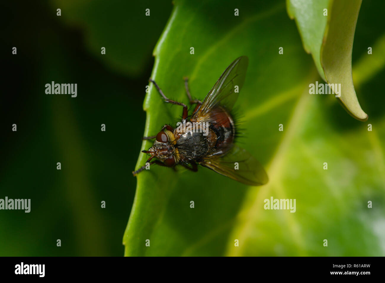 Hedgehog flies hi-res stock photography and images - Alamy