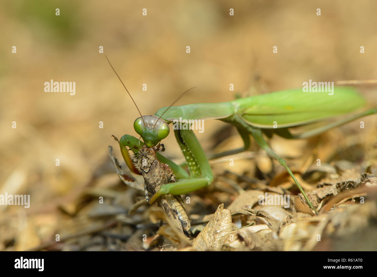 mantis catches blue wasteland bug Stock Photo - Alamy