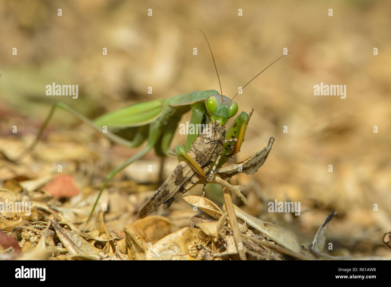 mantis catches blue wasteland bug Stock Photo - Alamy
