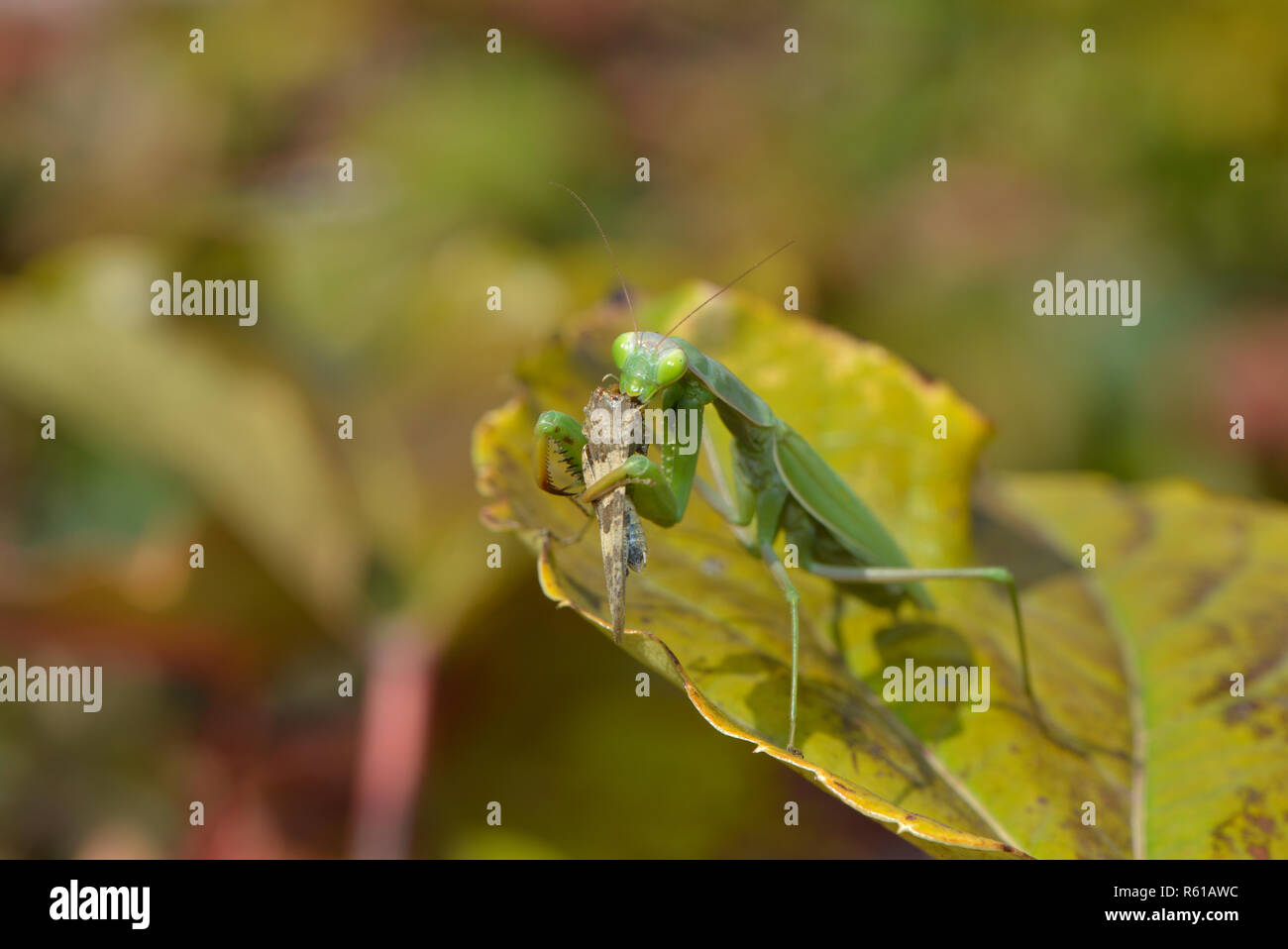 mantis catches blue wasteland bug Stock Photo - Alamy