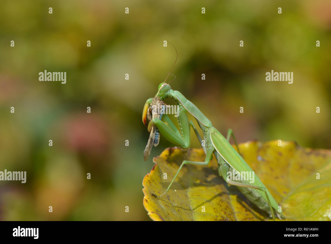 mantis catches blue wasteland bug Stock Photo - Alamy