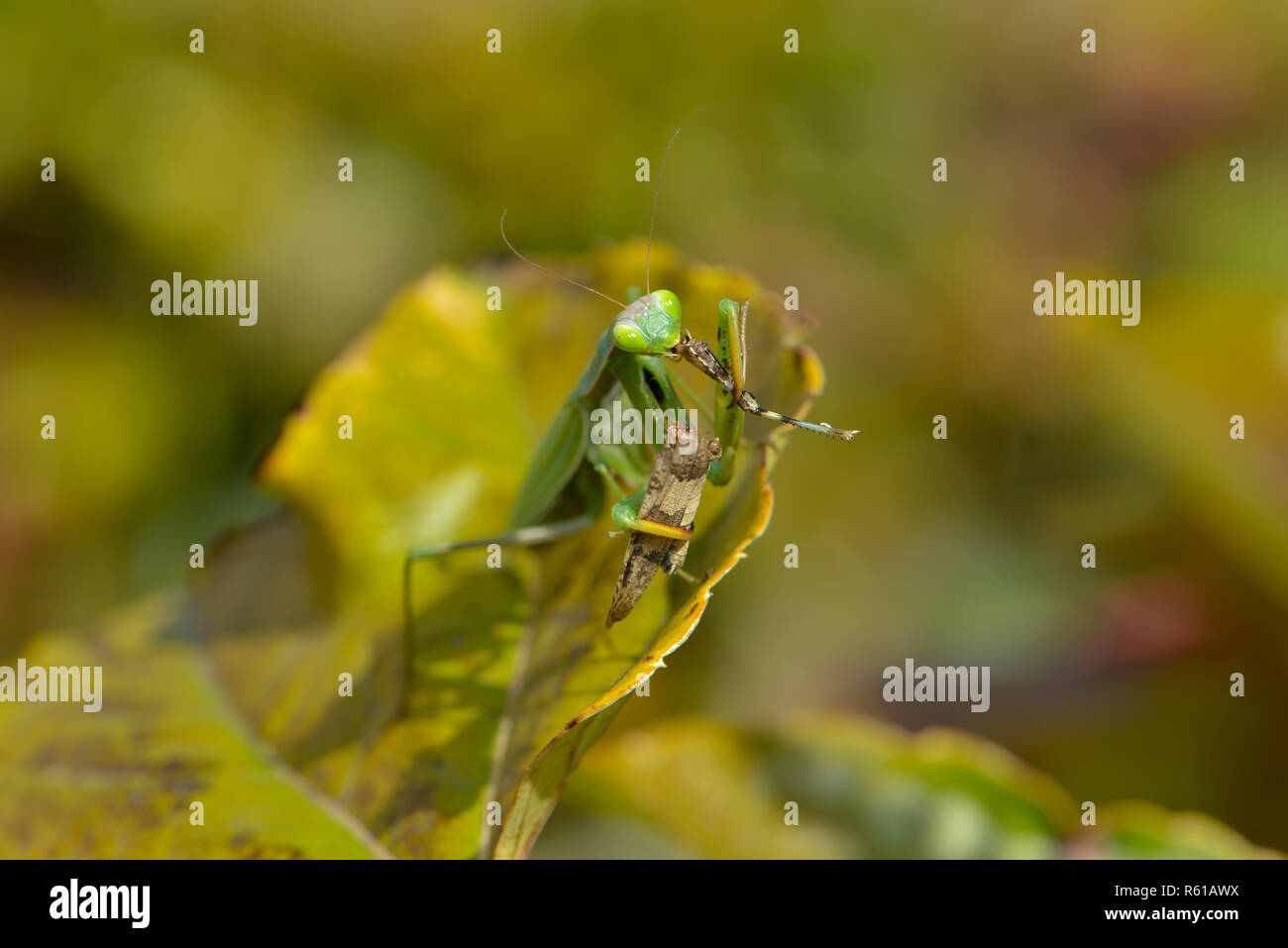 mantis catches blue wasteland bug Stock Photo - Alamy