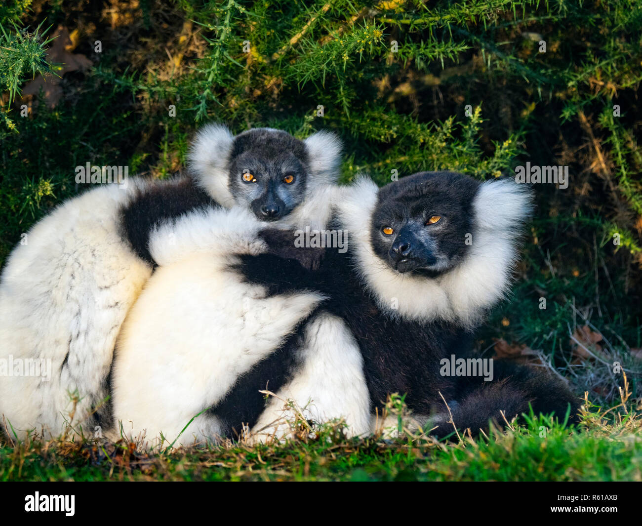 Black-and-white ruffed lemur Varecia variegata Stock Photo - Alamy