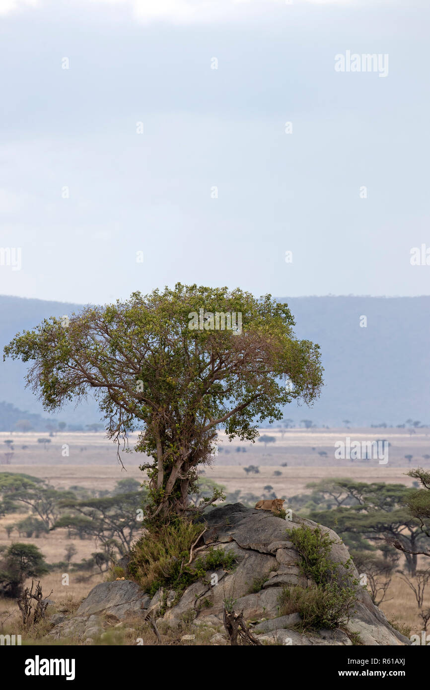 Kopje hi-res stock photography and images - Alamy