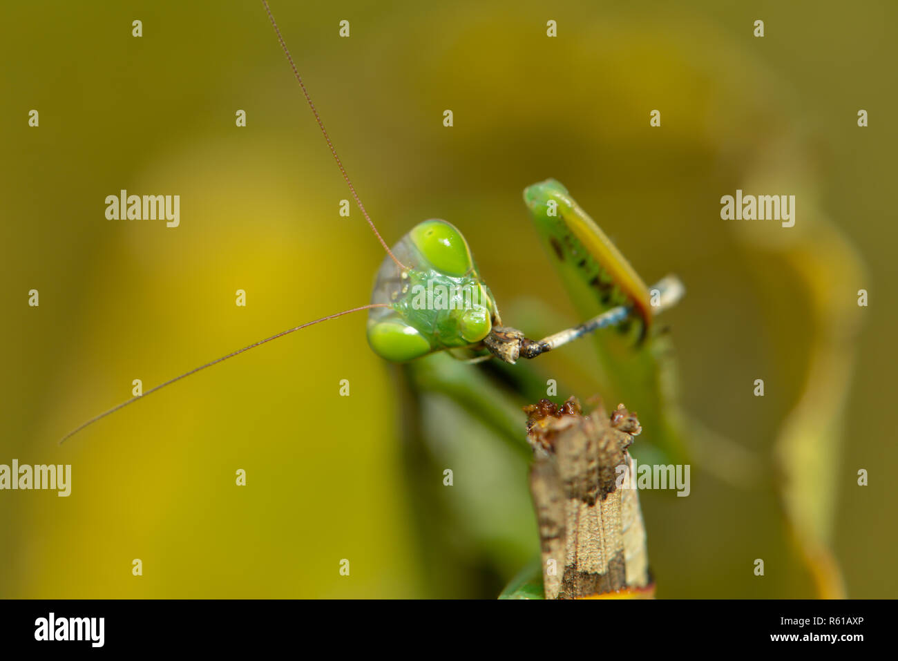 mantis catches blue wasteland bug Stock Photo - Alamy