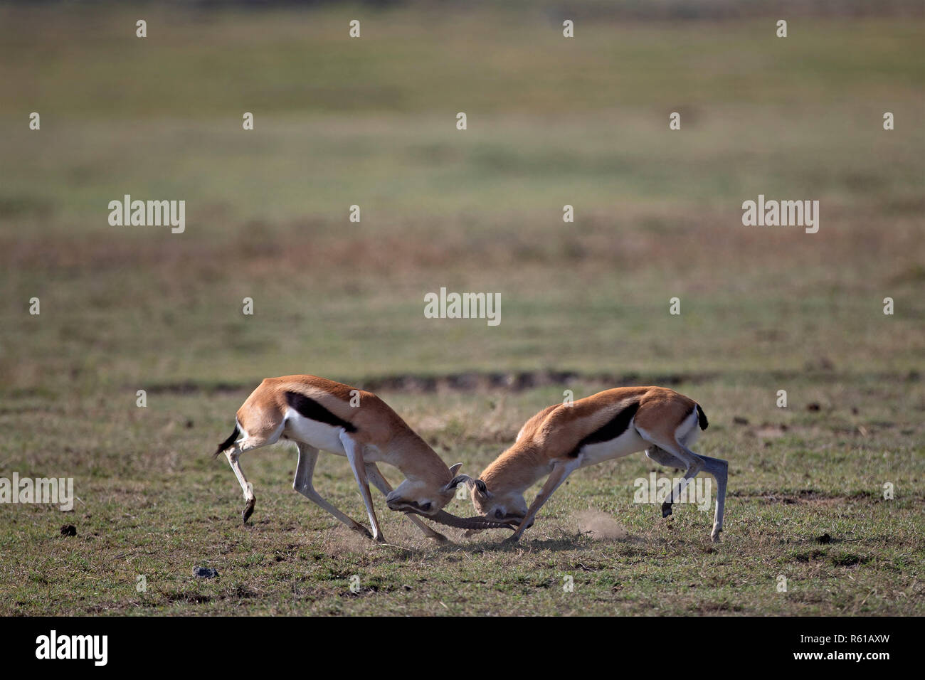 A pair of Thomson's Gazelle fighting - Ngorongoro Crater, Tanzania ...