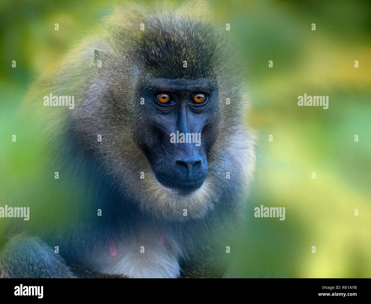 Adult female Drill Mandrillus leucophaeus Stock Photo - Alamy