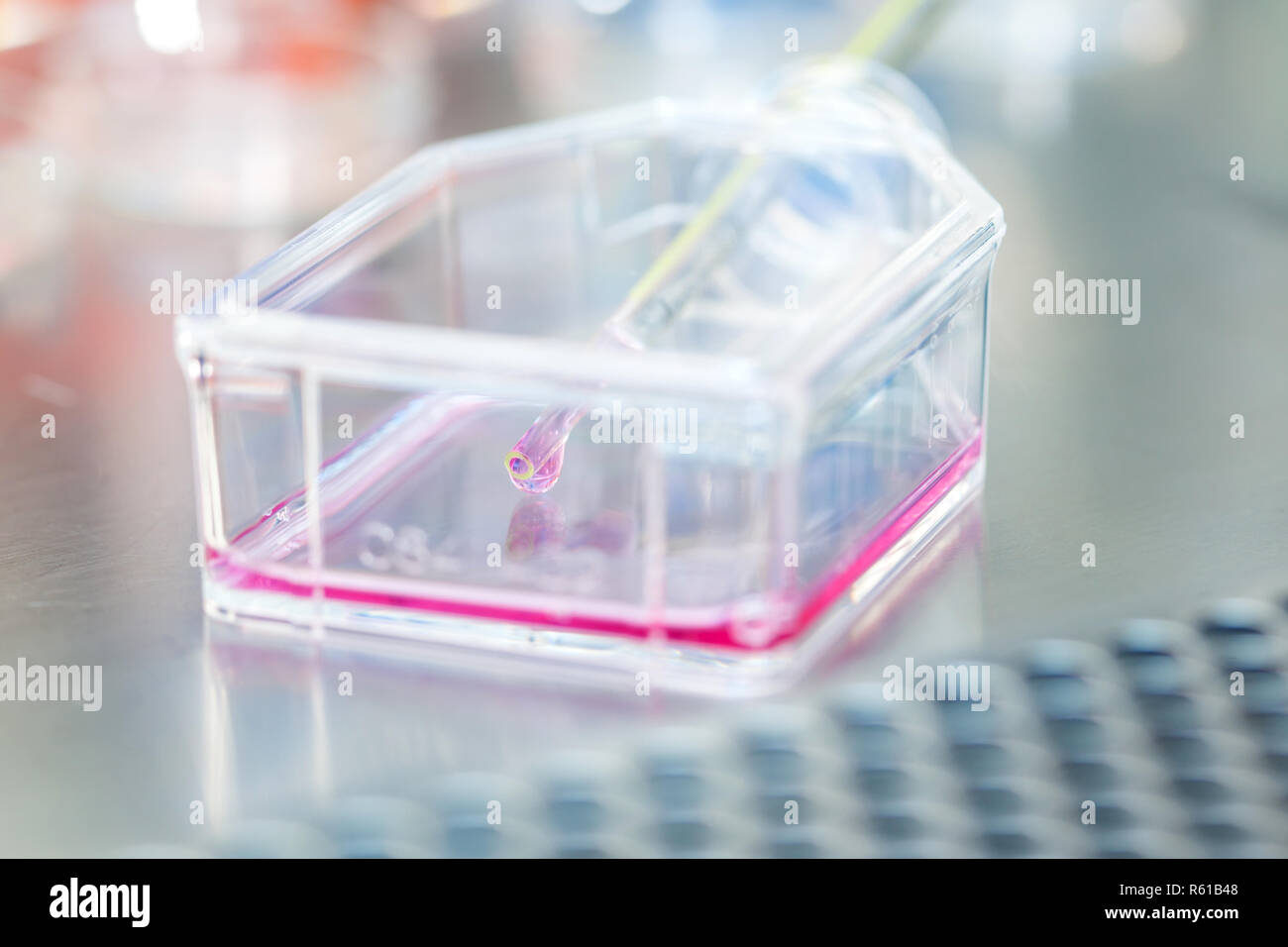 Cell culture flask under sterile hood at laboratory Stock Photo - Alamy