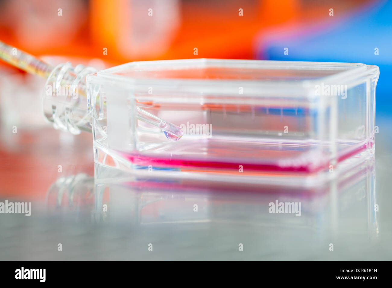 Cell culture flask under sterile hood at laboratory Stock Photo - Alamy