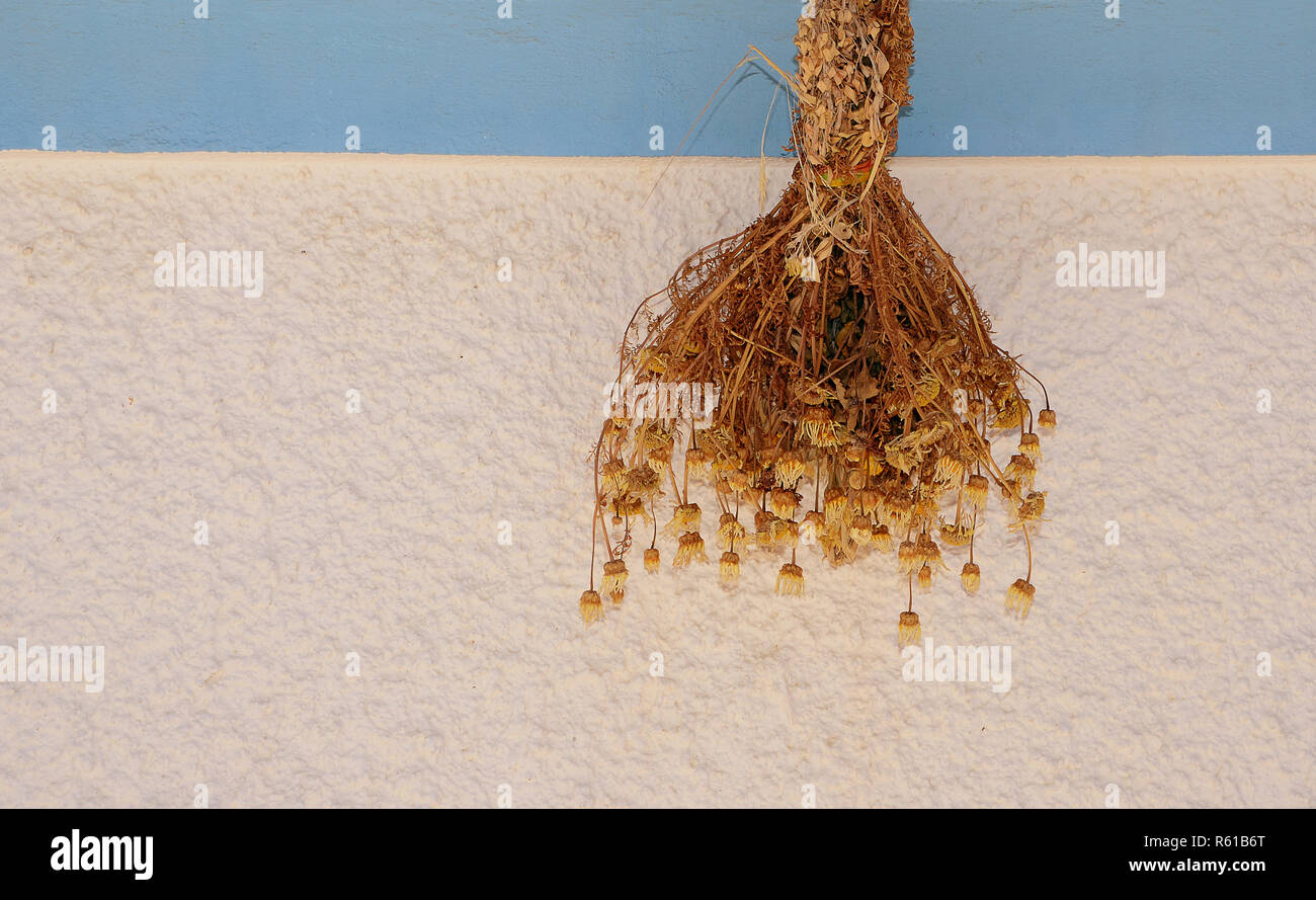 Dry strauss hi-res stock photography and images - Alamy