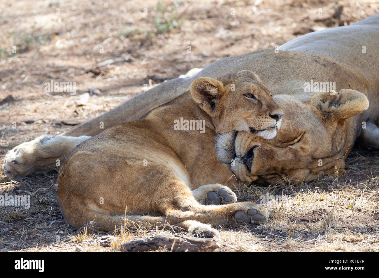A lion cub resting on a lioness - Serengeti National Park, Tanzania ...