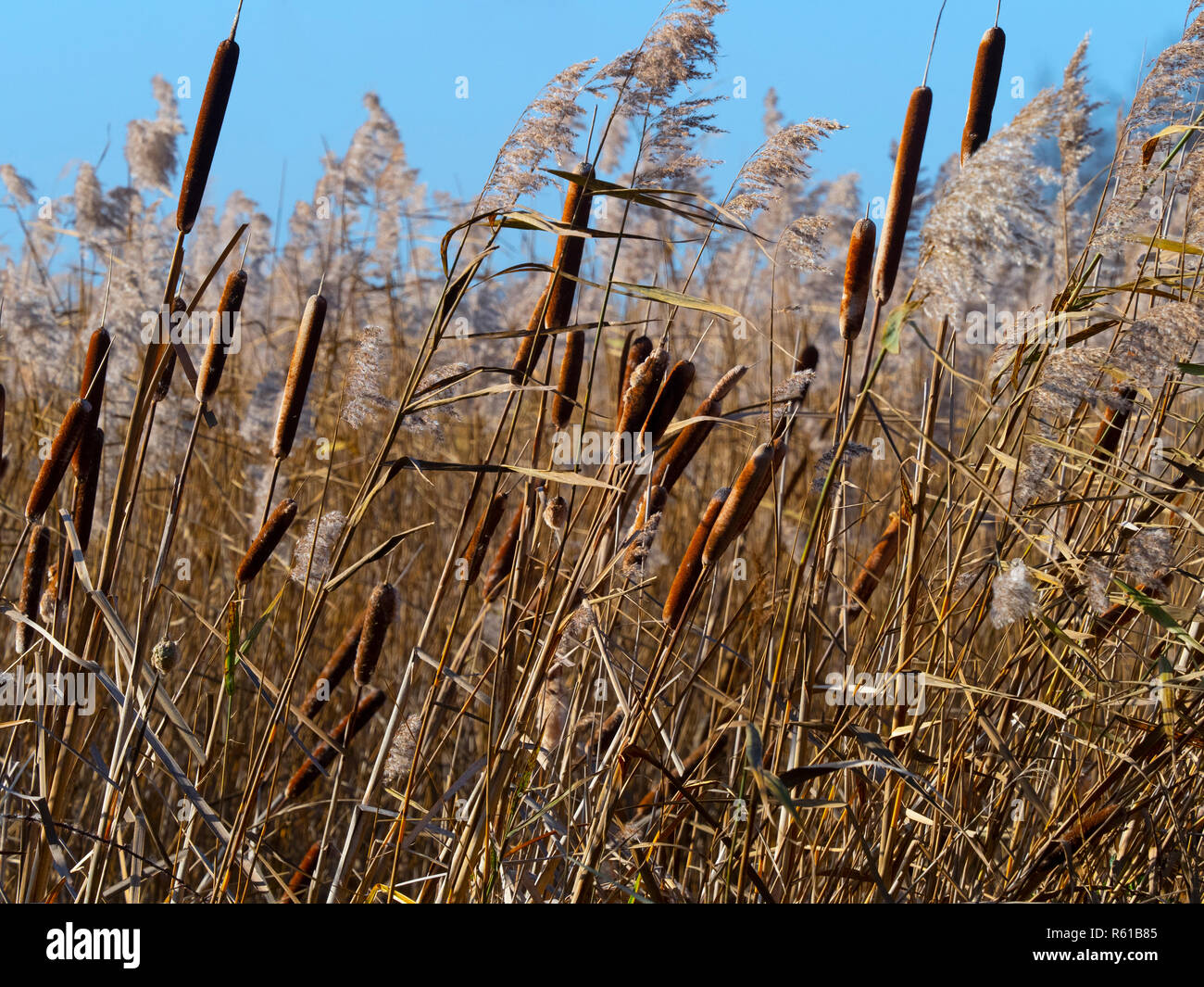 Reed phragmites communis hi-res stock photography and images - Alamy