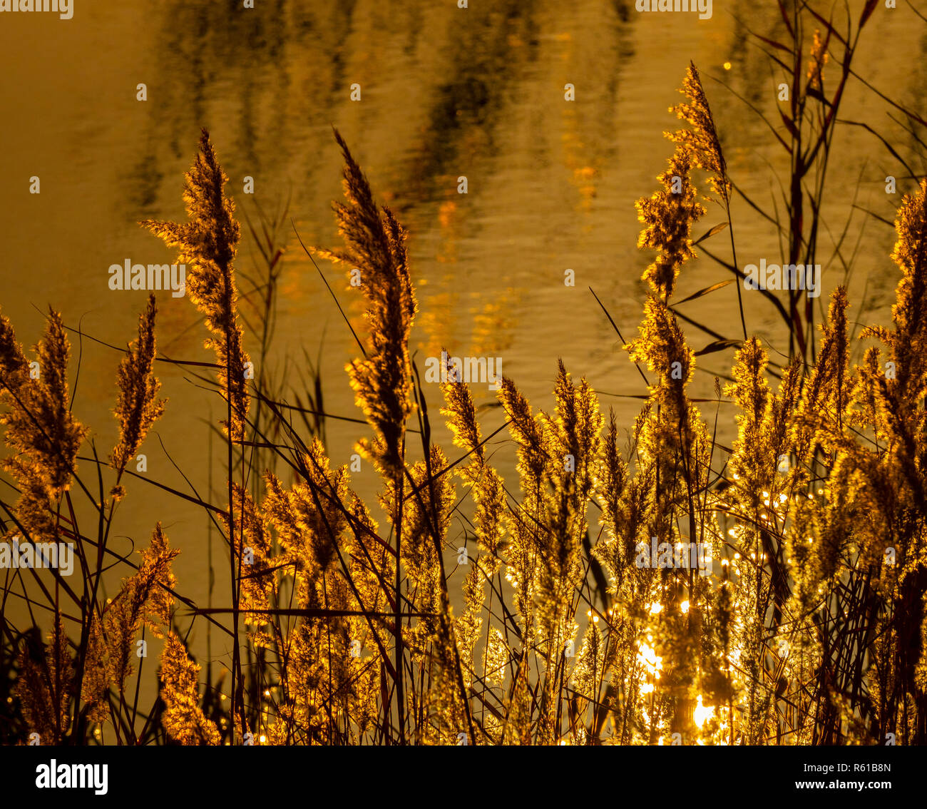 Minsmere suffolk uk hi-res stock photography and images - Alamy