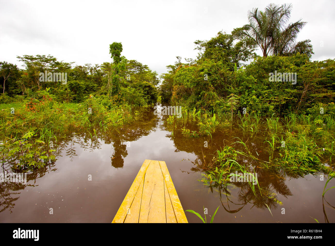 Pirogue view of Amazon river Stock Photo - Alamy