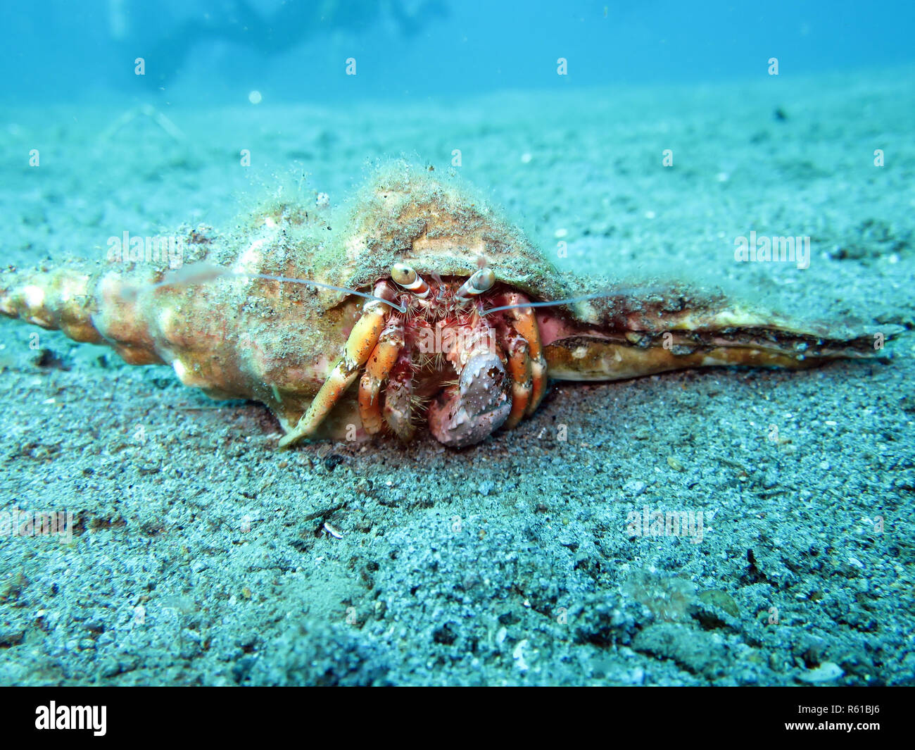 hermit crab,anemone settler (dardanus pedunculatus Stock Photo - Alamy