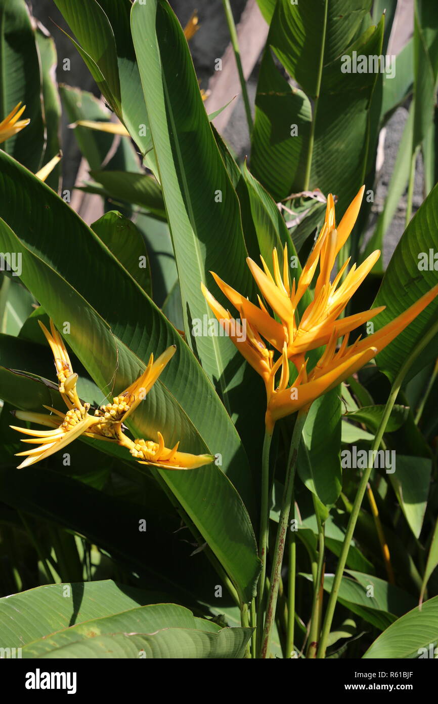 flowering of a heliconia,lobster claw (heliconia sp Stock Photo - Alamy