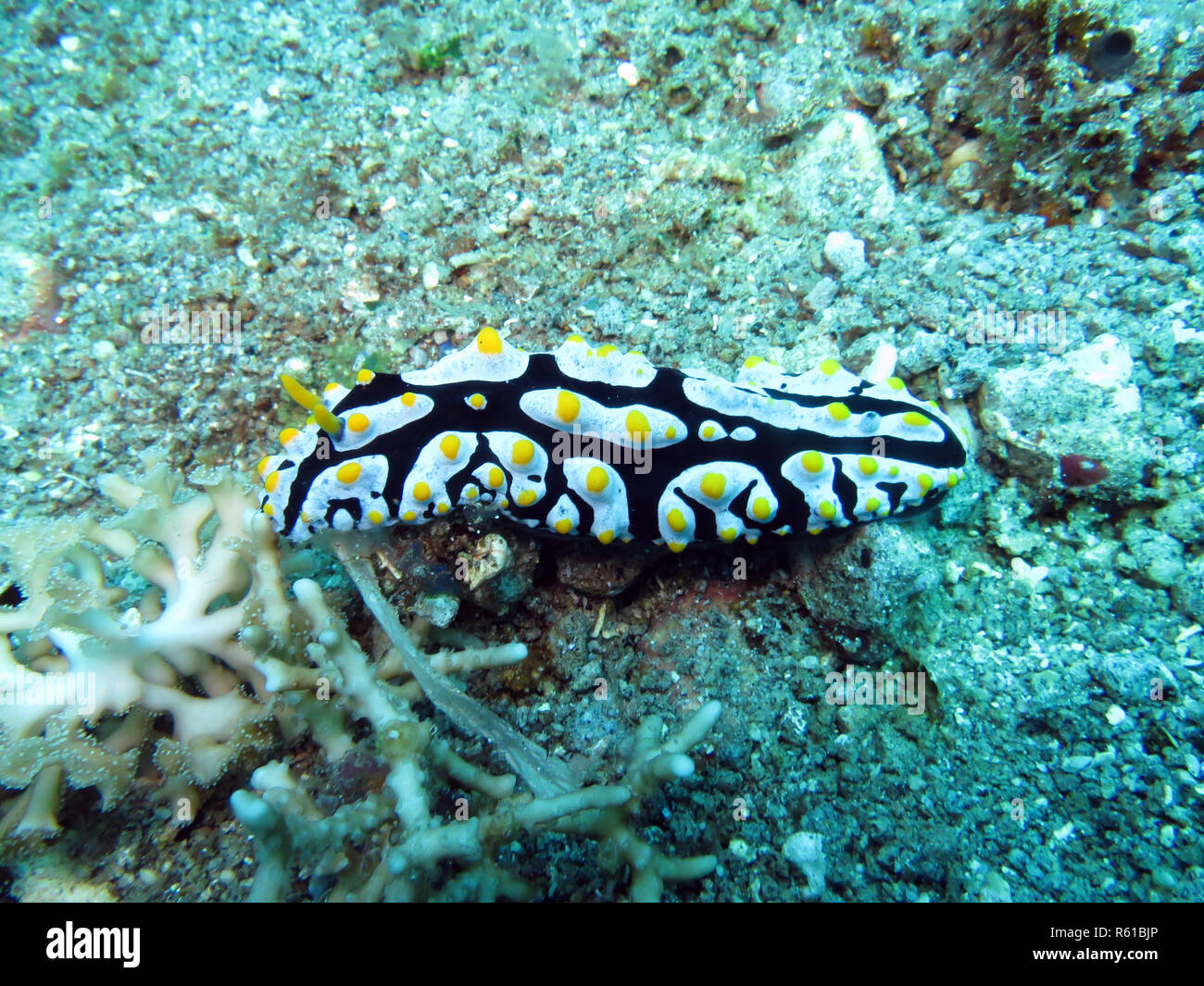 warty slug ((phyllidia sp Stock Photo - Alamy
