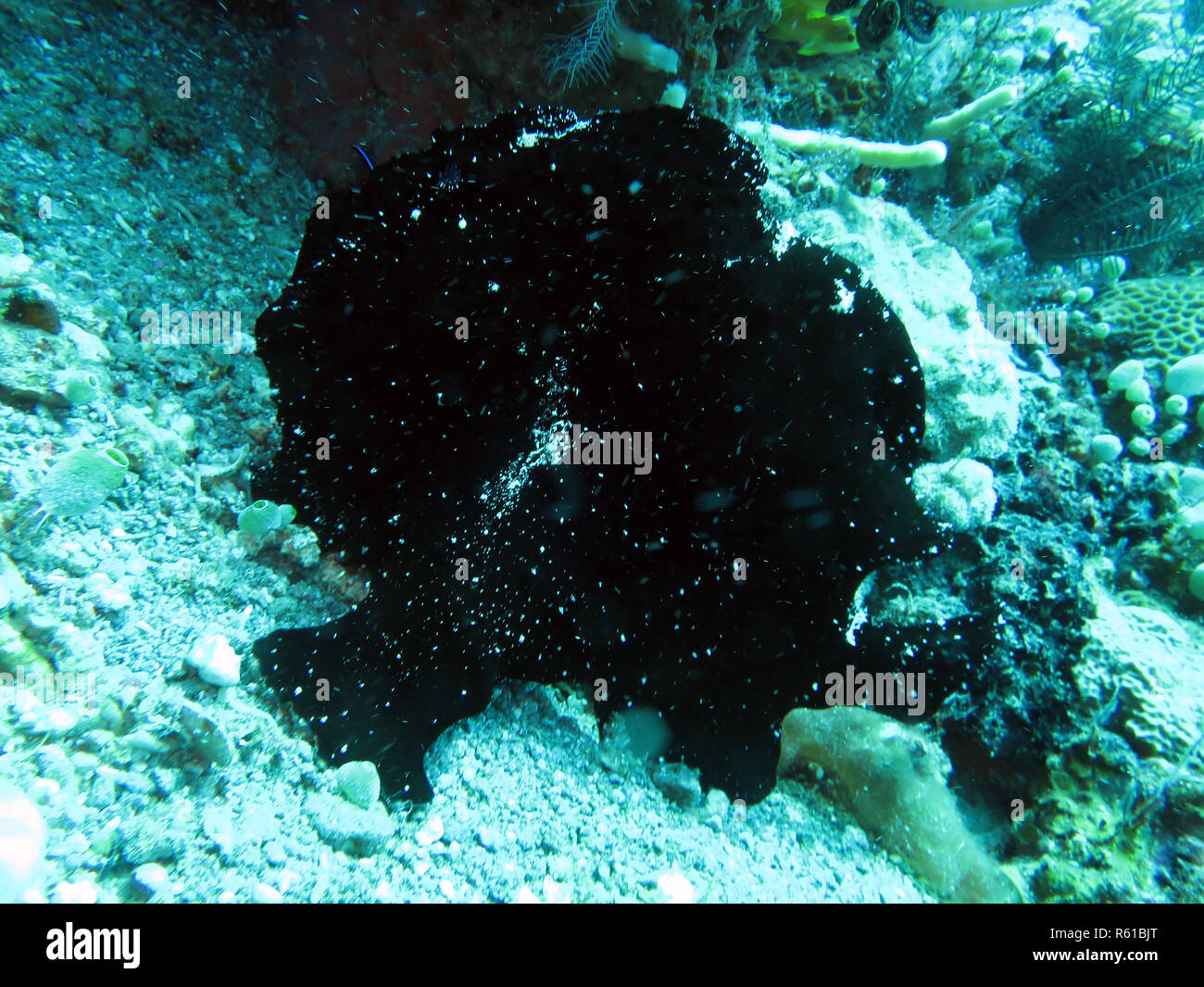 black commerson's frogfish (antennarius commersoni),giant frogfish ...
