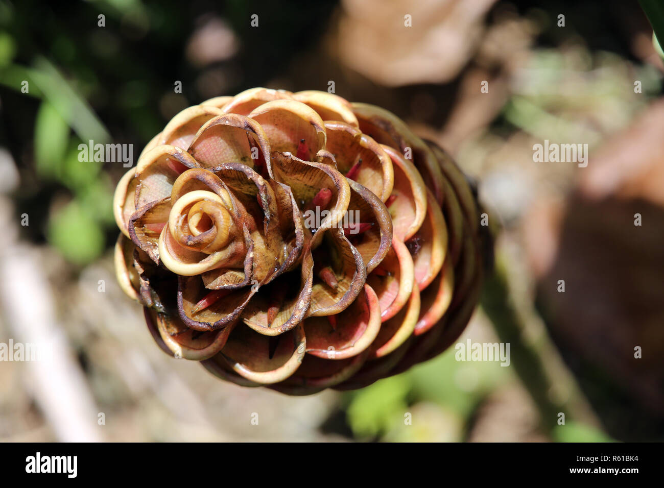 ginger flower (zingiber spectabile Stock Photo - Alamy