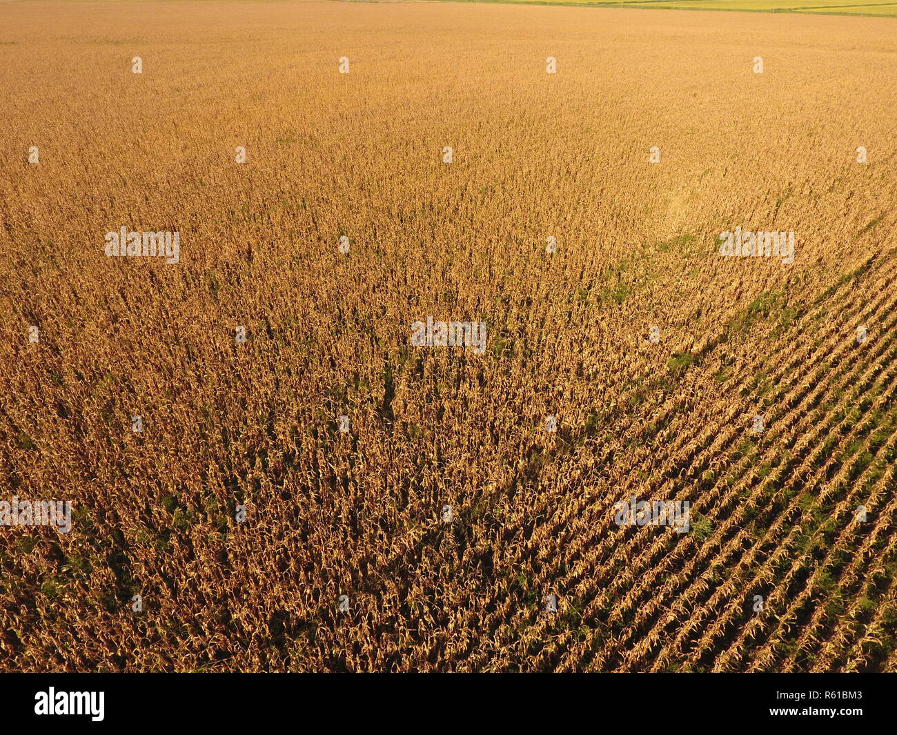 Field with ripe corn. Dry stalks of corn. View of the cornfield from ...