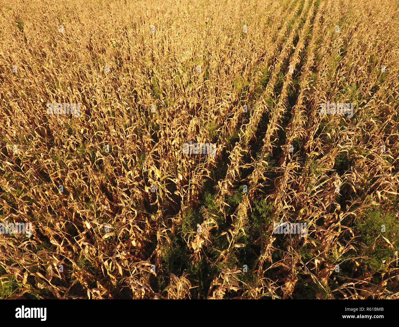 Field with ripe corn. Dry stalks of corn. View of the cornfield from ...